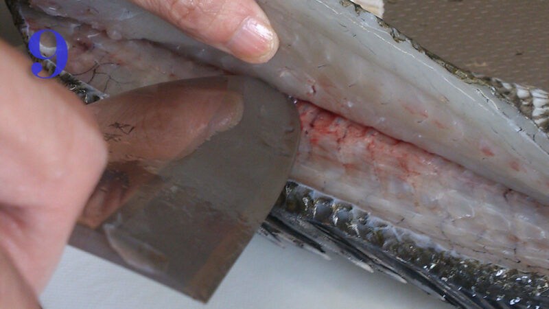 真鯛やチヌ(黒鯛)のさばき方！きれいに出来る三枚おろしのやり方とコツ – sakanaza